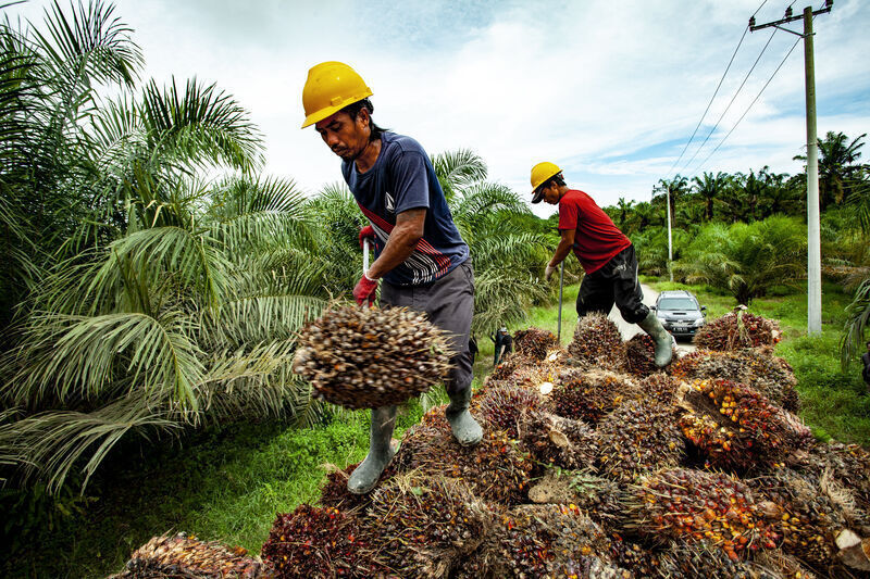Beranda | Badan Pengelola Dana Perkebunan